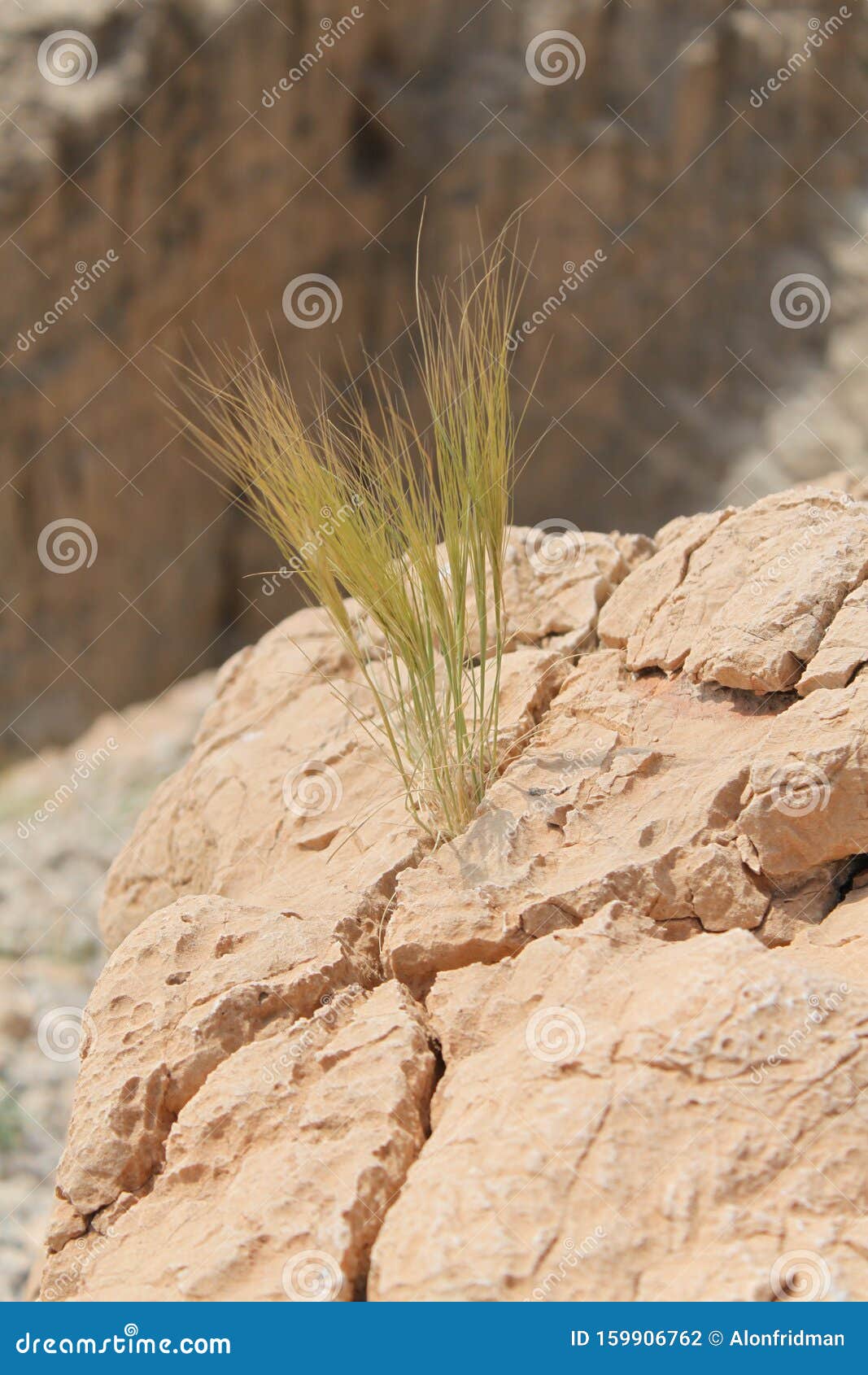Weed Grow Out of a Desert Rock Stock Photo - Image of grow, plants ...