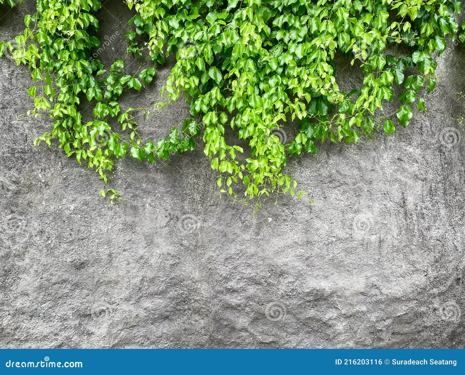 Weed Growing on Concrete Wall Stock Photo - Image of nature, macro ...