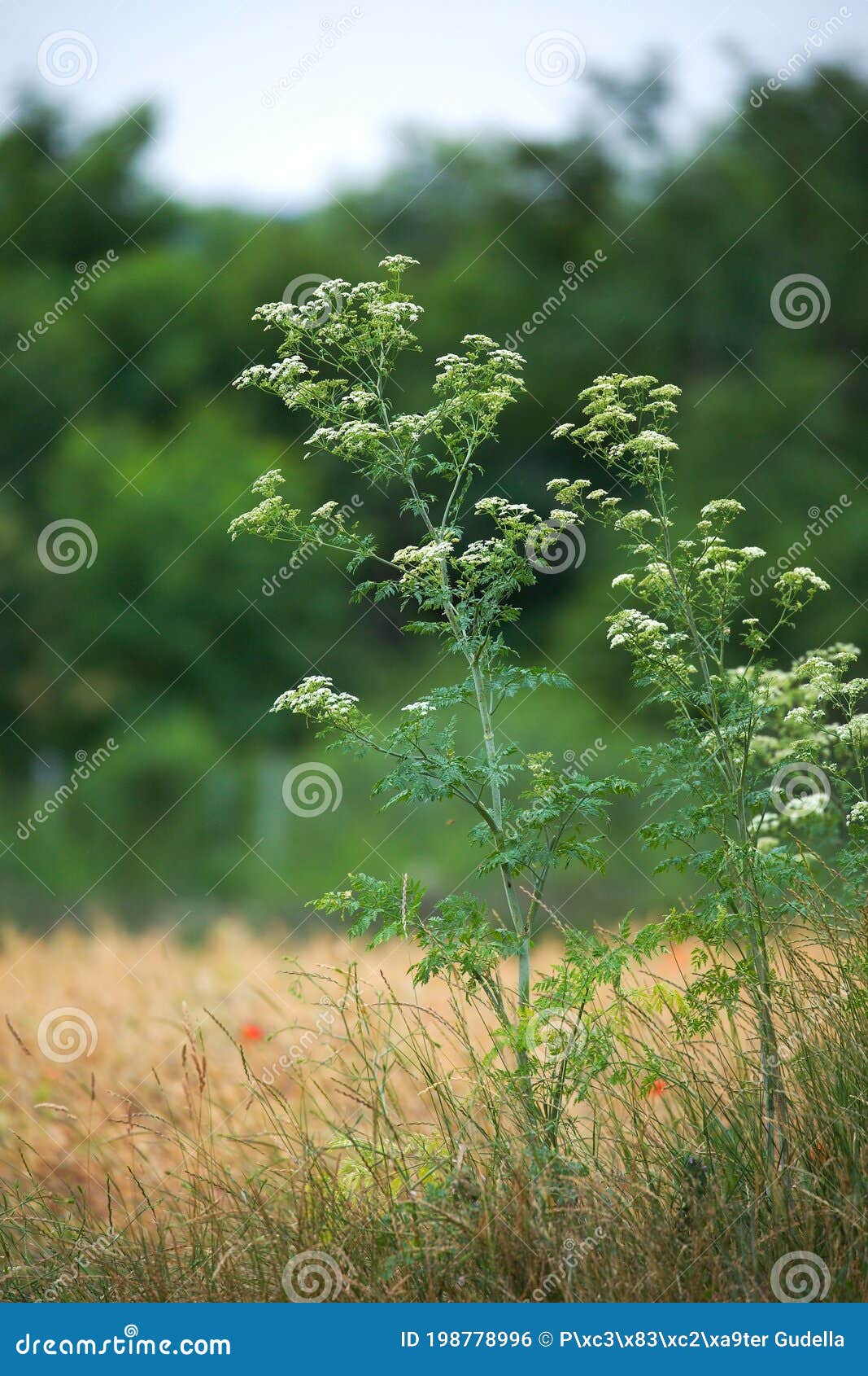 Weed Plant Growing on the Fields Stock Photo - Image of sunny, organic ...