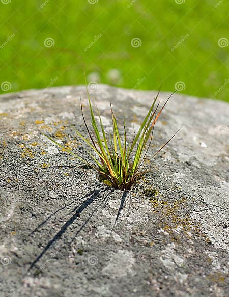 Weed growing through rock stock image. Image of resistant - 19102853