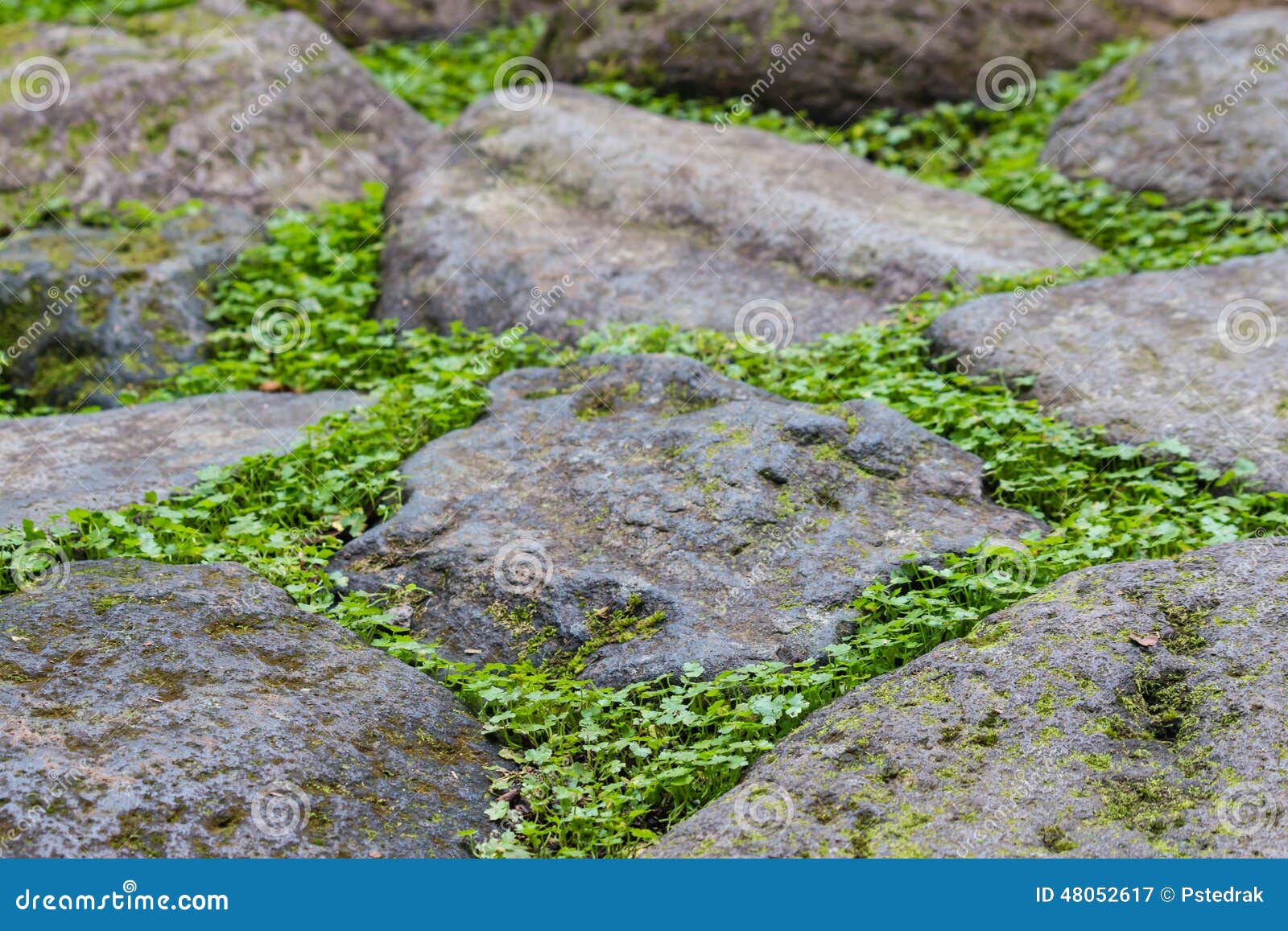 Weed growing between slabs stock image. Image of weed - 48052617