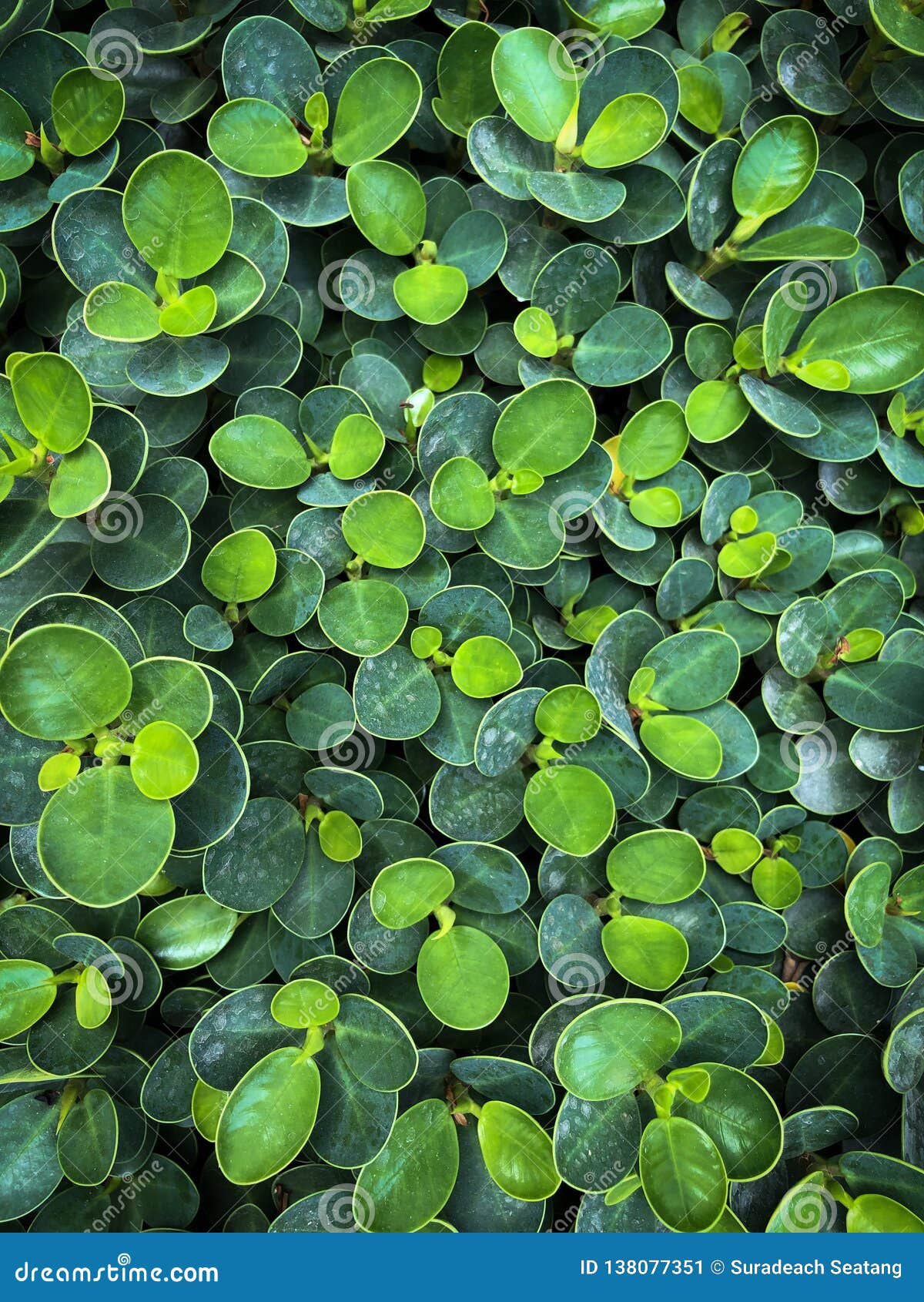 Weed growing up cover stock image. Image of garden, fresh - 138077351