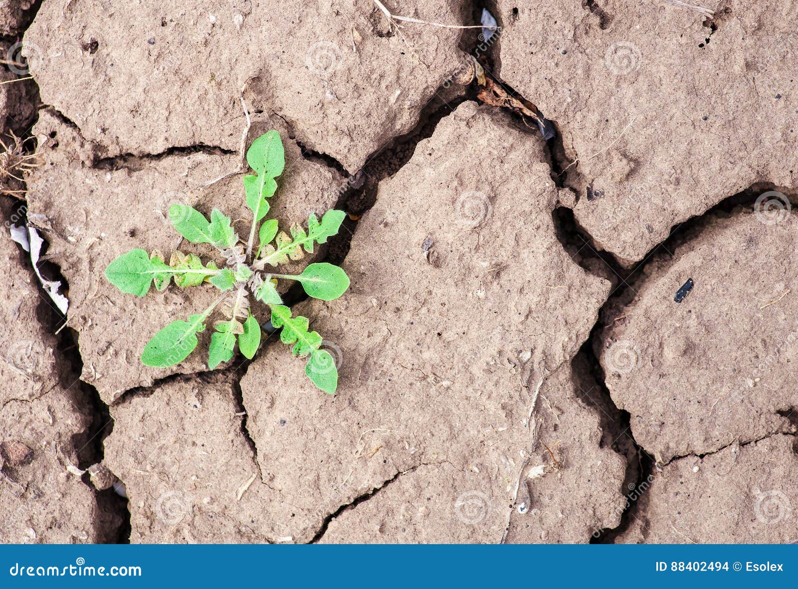 Weed grows in the ground. stock photo. Image of science - 88402494