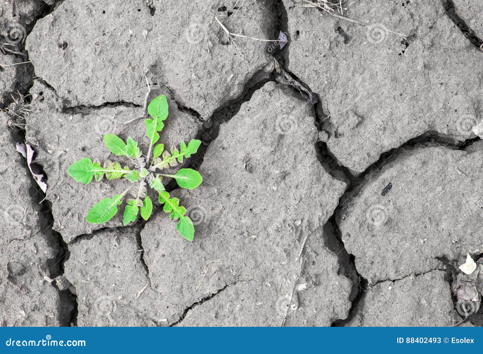 Weed Grows in the Ground. Dry Land Texture Stock Image - Image of ...
