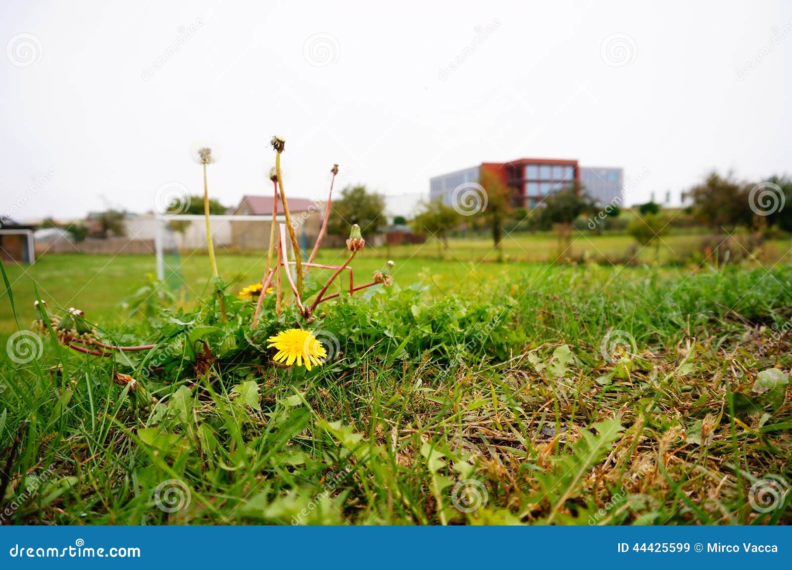 Weed growth stock image. Image of field, weed, yellow - 44425599