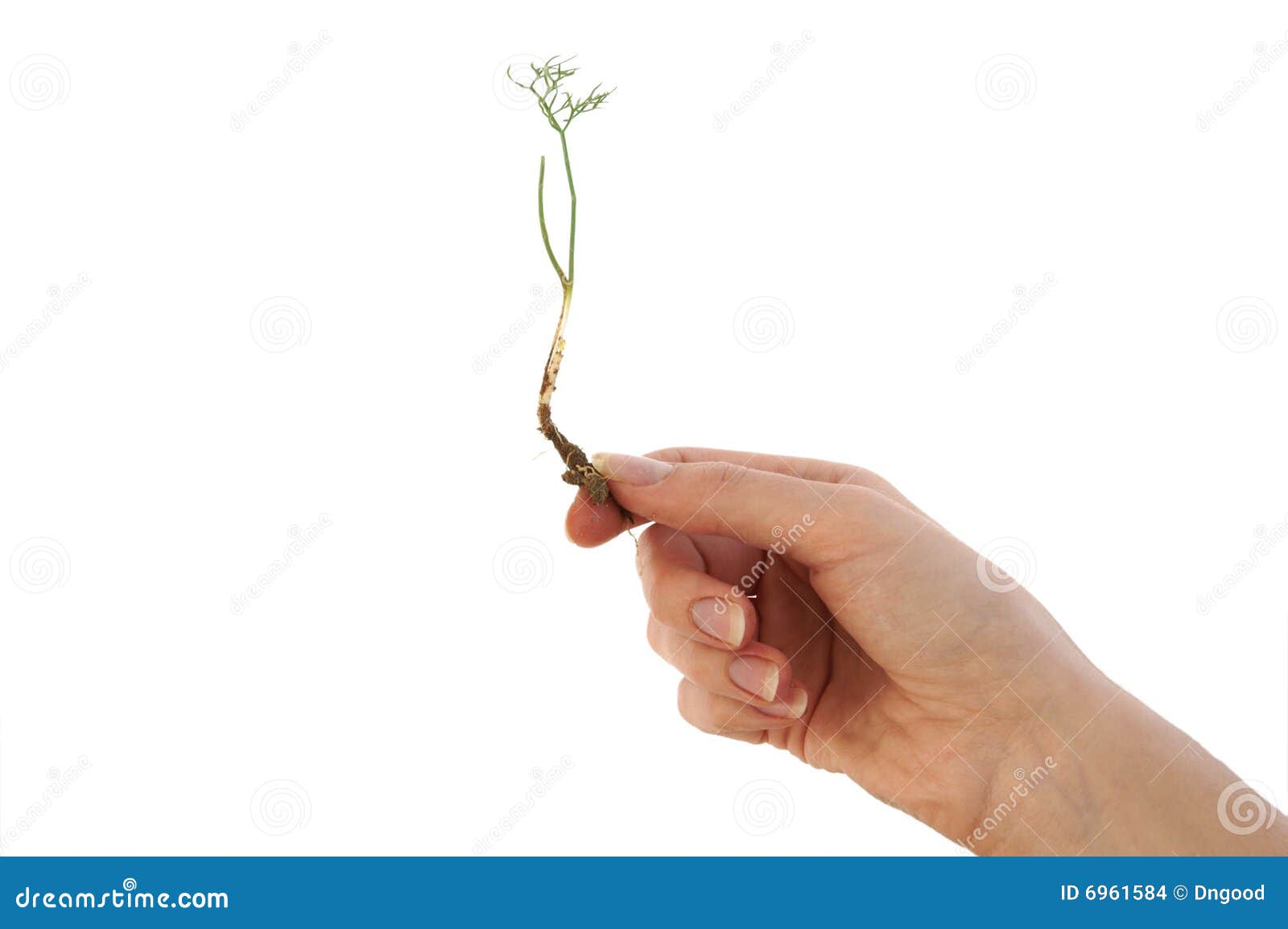 Weed in hand stock photo. Image of development, gardening - 6961584