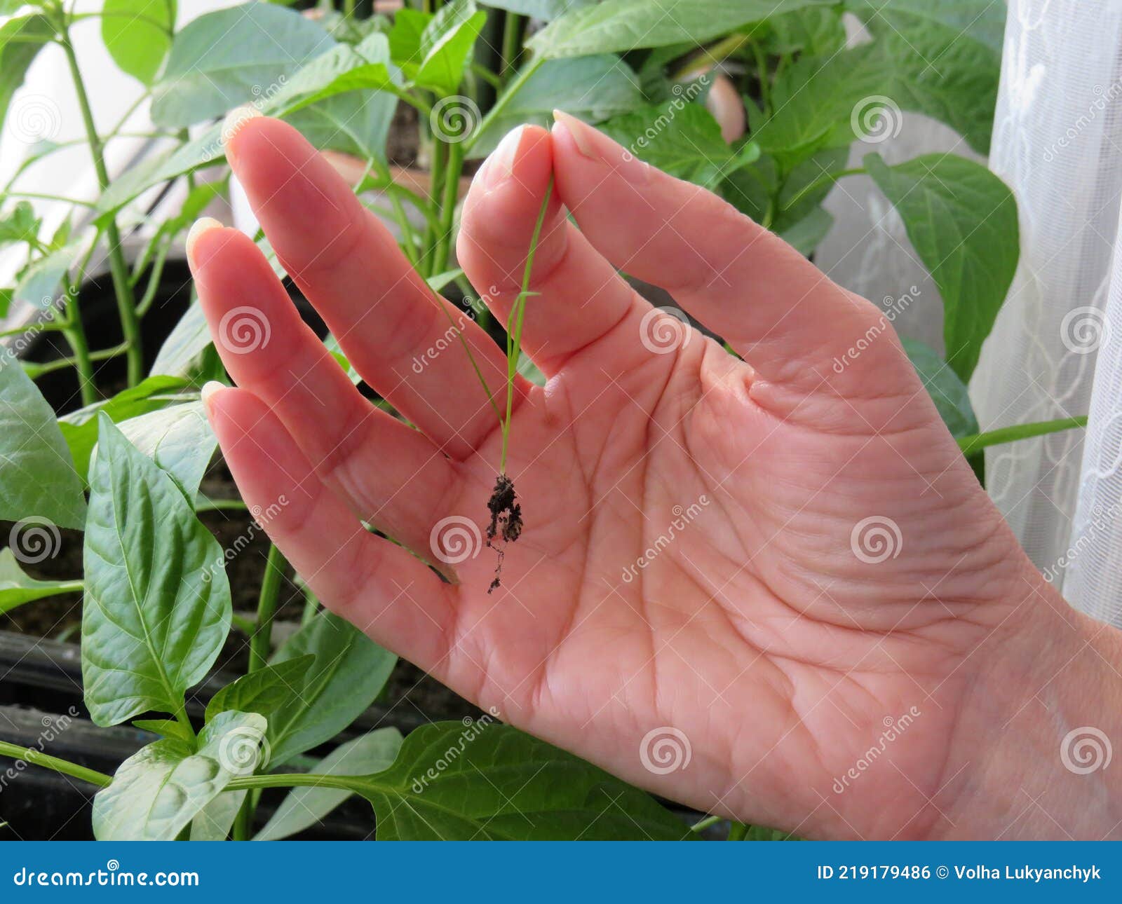 Weed in hand close up stock photo. Image of cleaning - 219179486