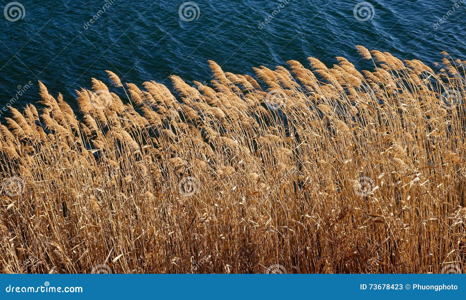 Weed on the lake stock image. Image of coffee, giant - 73678423