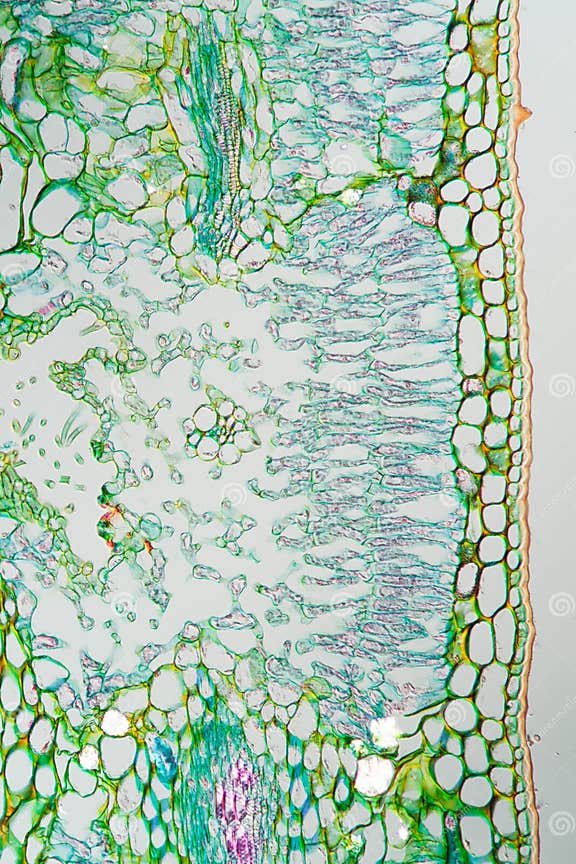 Weed Leaf Cross Section Under the Microscope Stock Image - Image of ...