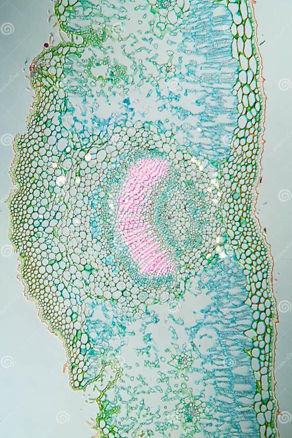 Weed Leaf Cross Section Under the Microscope Stock Photo - Image of ...