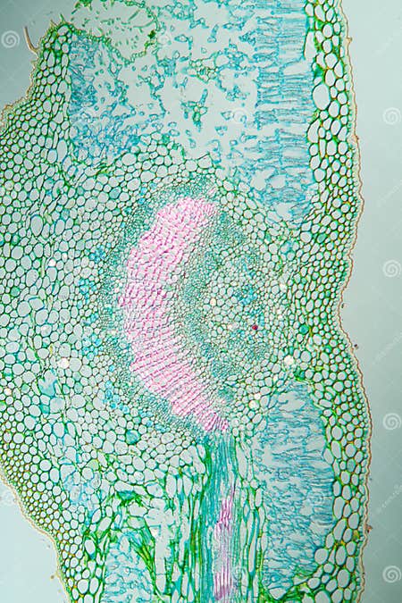 Weed Leaf Cross Section Under the Microscope Stock Image - Image of ...