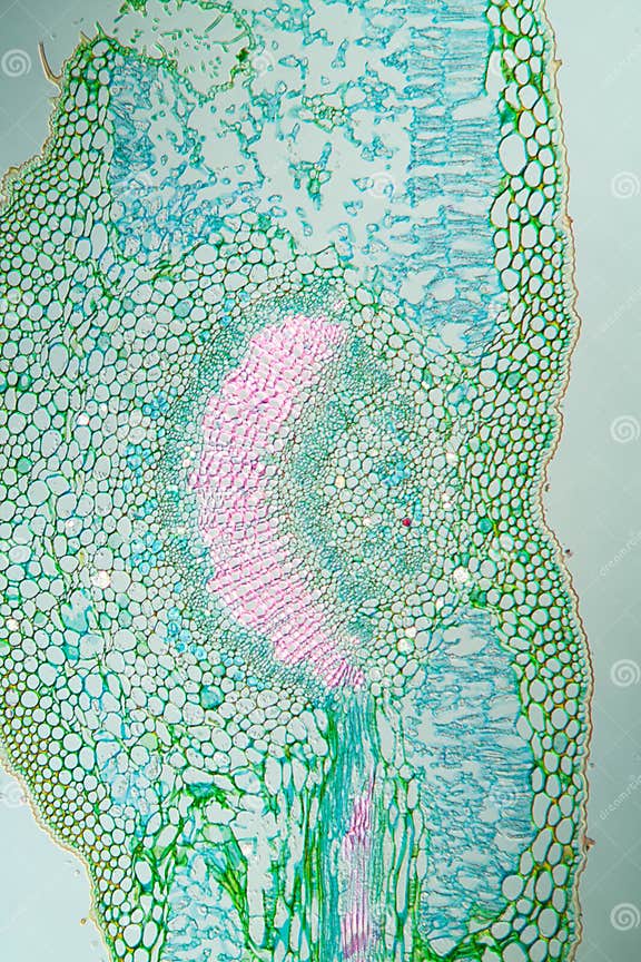 Weed Leaf Cross Section Under the Microscope Stock Image - Image of ...