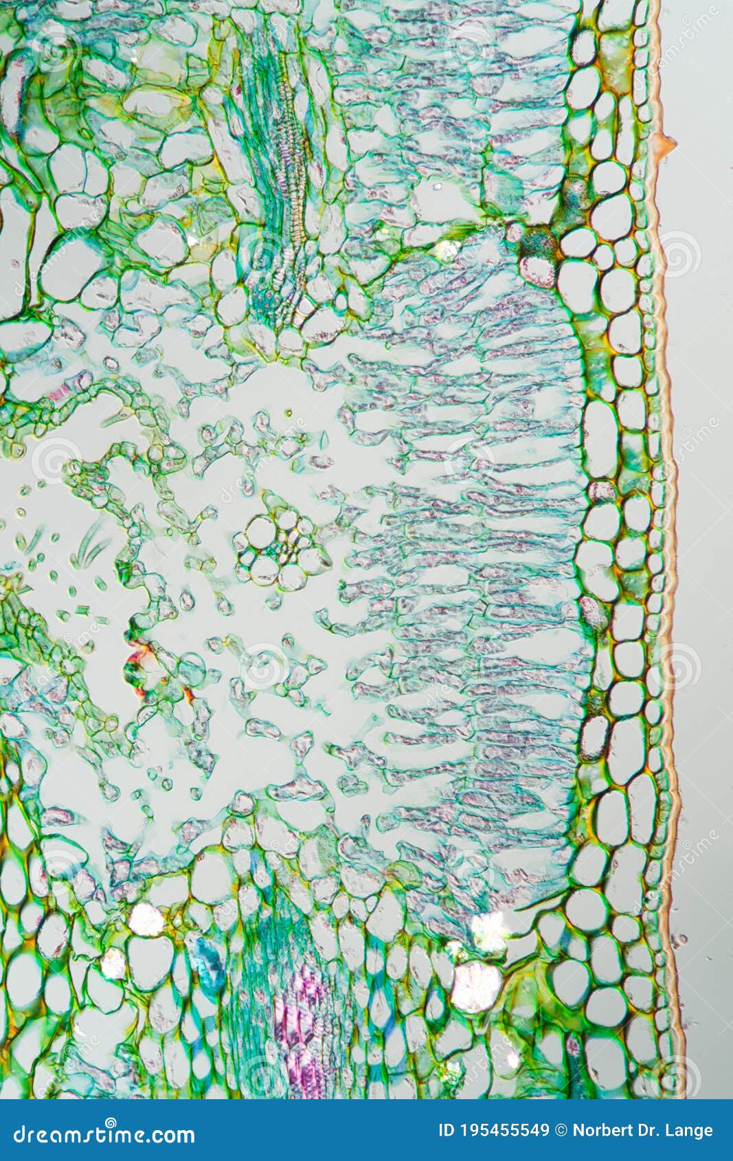 Weed Leaf Cross Section Under The Microscope Royalty-Free Stock Photo ...