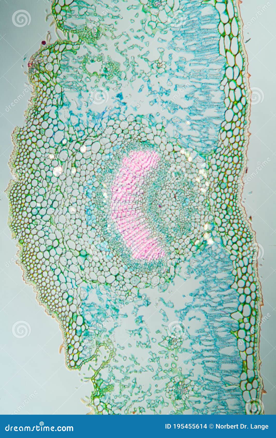 Weed Leaf Cross Section Under The Microscope Royalty-Free Stock Image ...