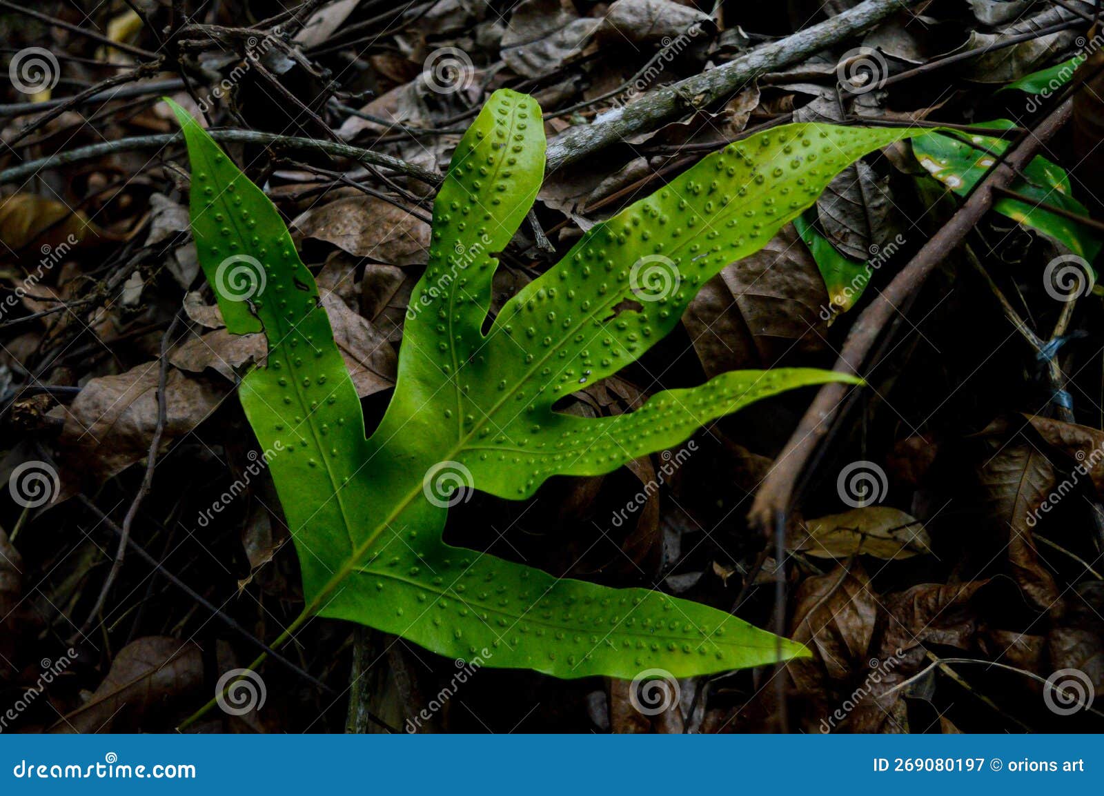 Weed leaves in the forest stock image. Image of forest - 269080197