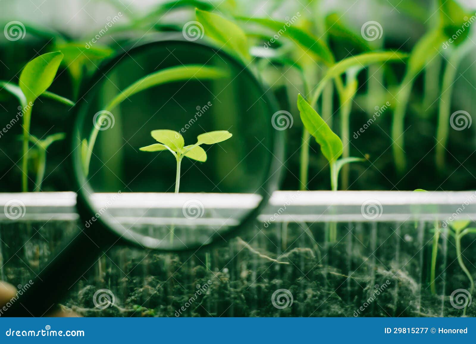 Weed in magnifier stock image. Image of copy, floral - 29815277