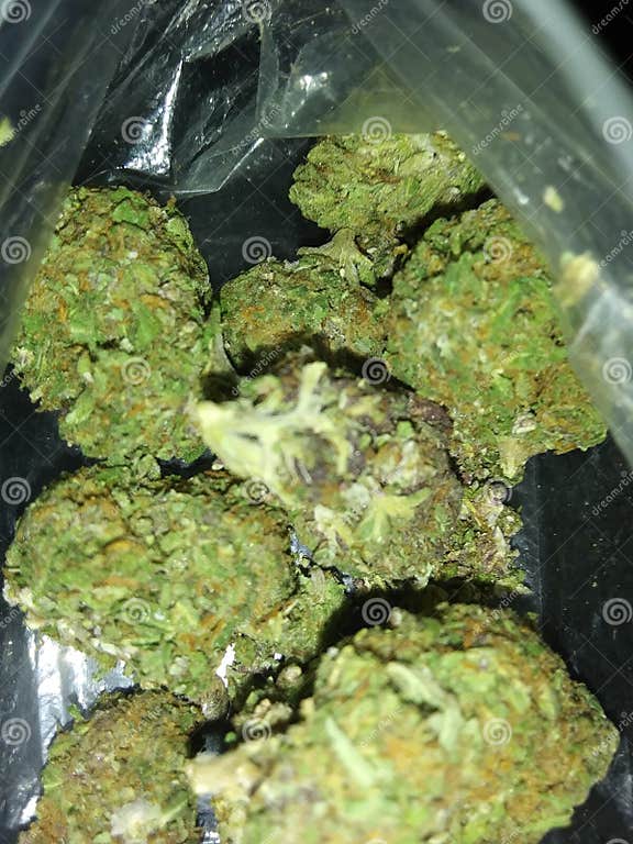 Weed stock photo. Image of smoke, marijuania, weed, tree - 175694222