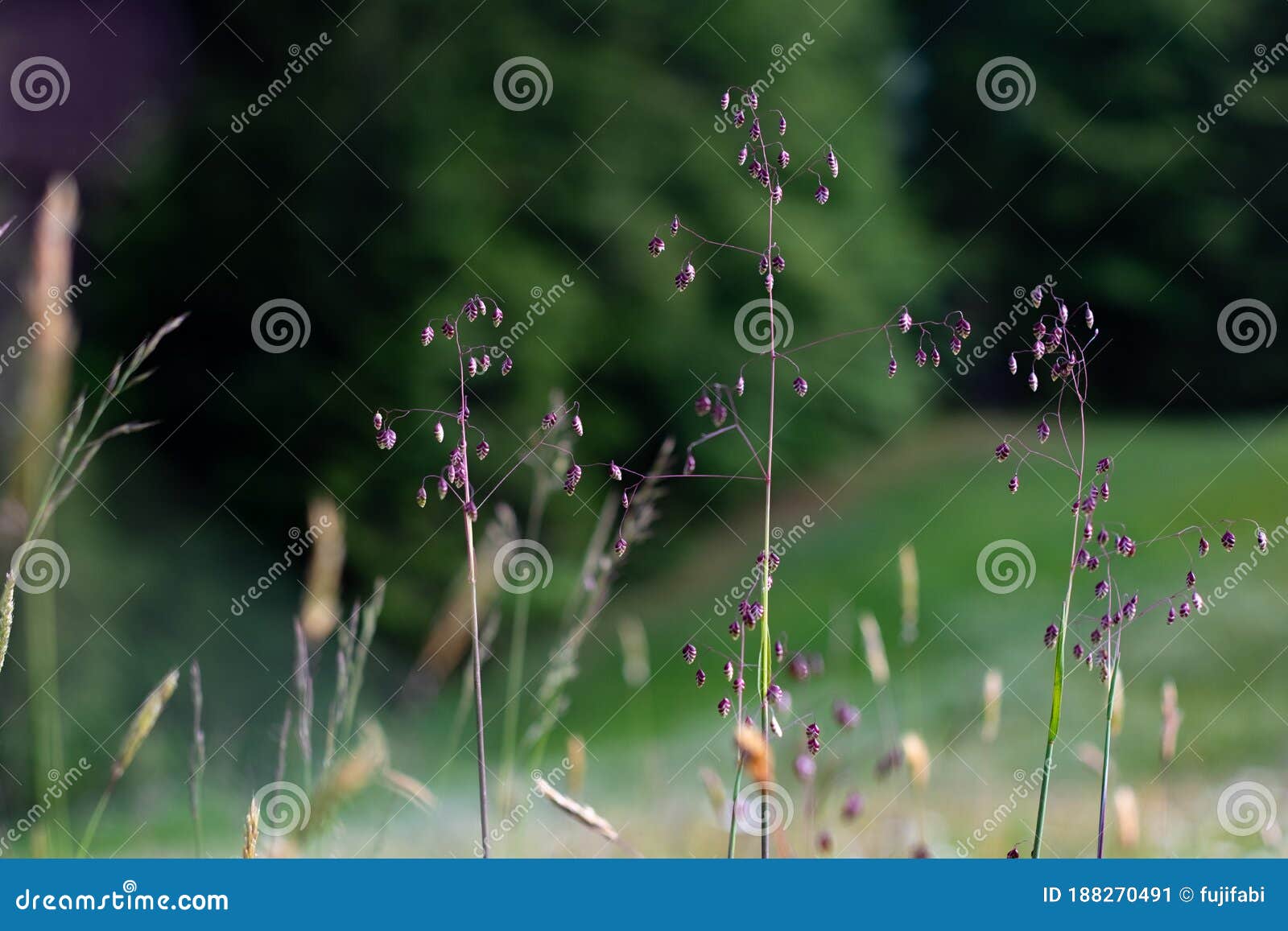 Weed Panicle Stock Image | CartoonDealer.com #188270521