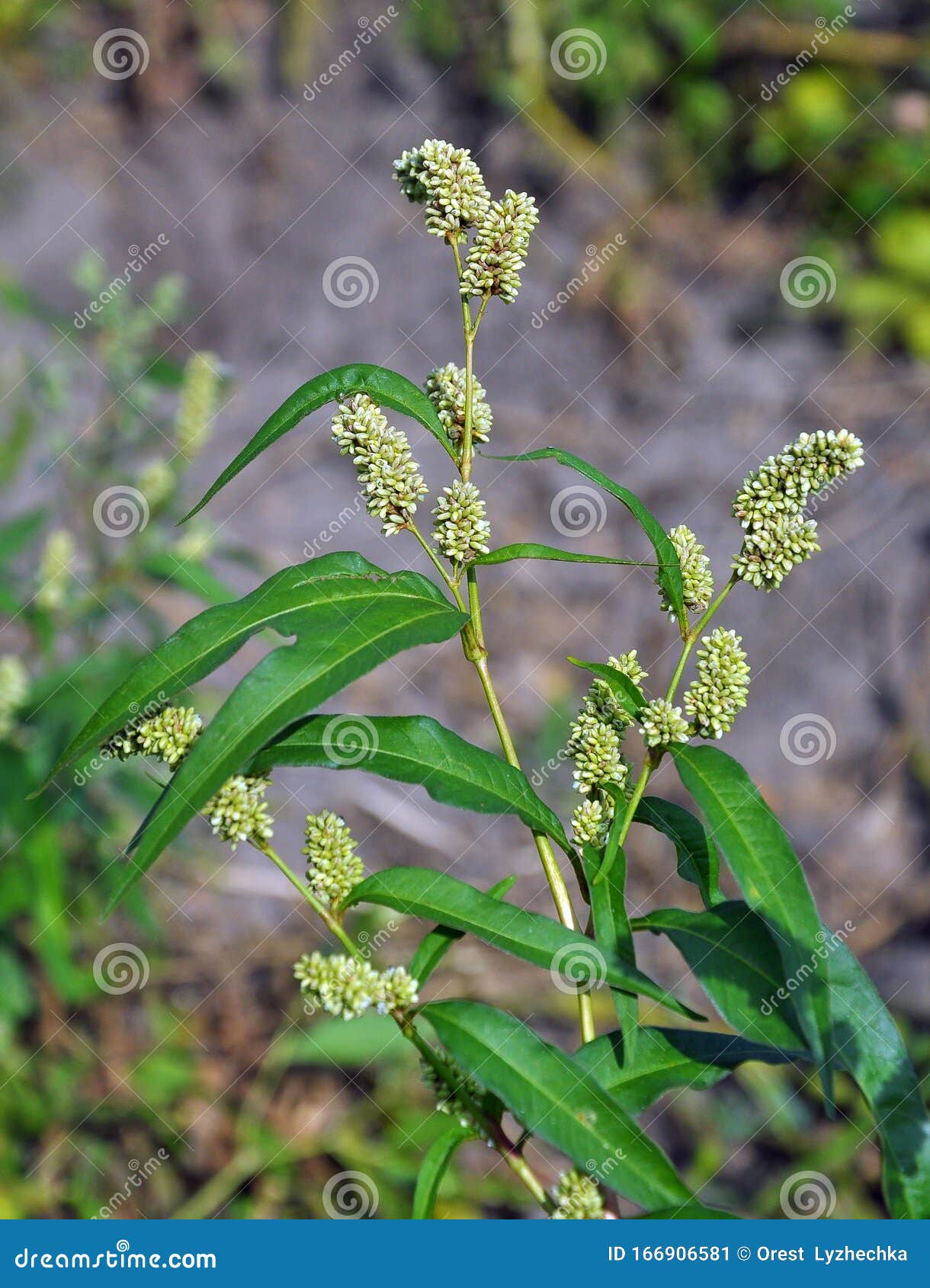 Weed Persicaria Lapathifolia Groeit in De Open Grond Stock Afbeelding ...