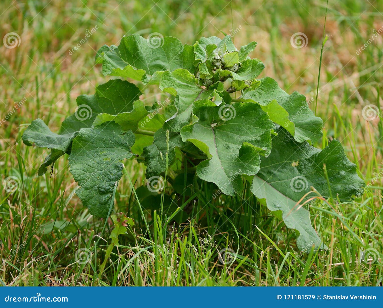 Weed plant burdock stock image. Image of wild, burdock - 121181579