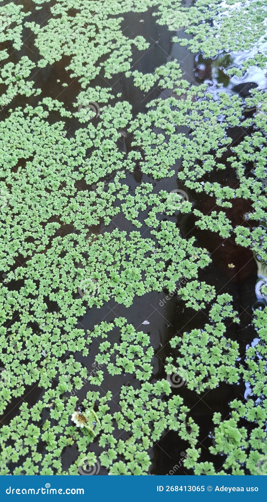 Green plants on the water stock image. Image of lawn - 268413065