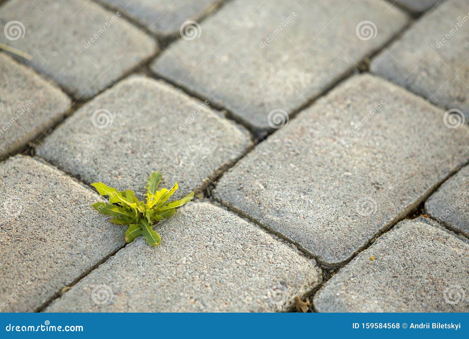 Weed Plants Growing between Concrete Pavement Bricks Stock Photo ...