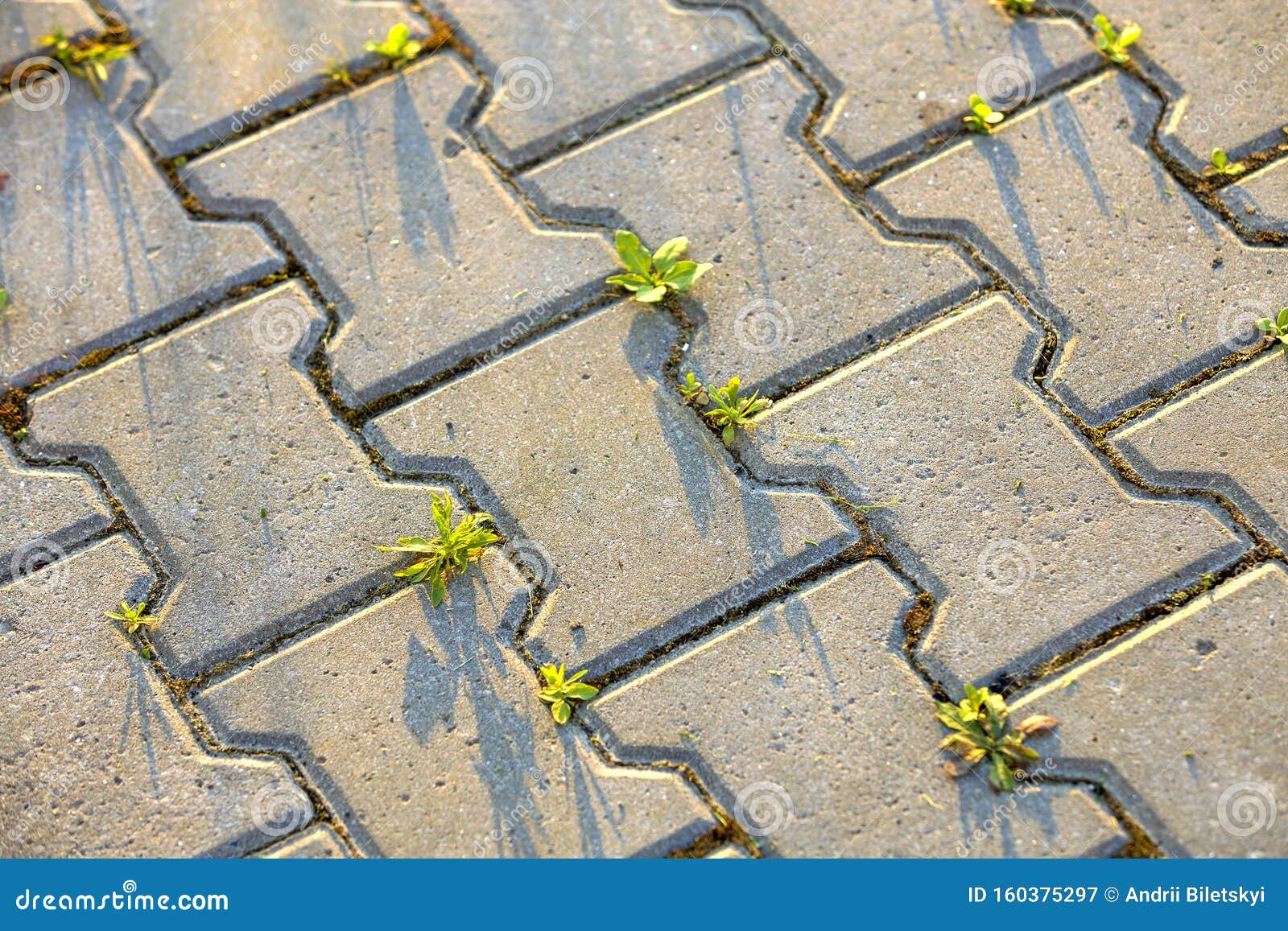 Weed Plants Growing between Concrete Pavement Bricks Stock Image ...