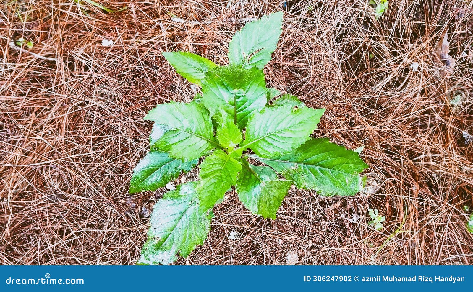 Weed Plants that Live Around Pine Trees Stock Photo - Image of harvest ...
