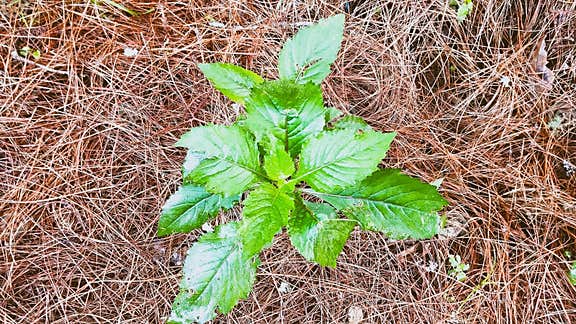 Weed Plants that Live Around Pine Trees Stock Photo - Image of harvest ...