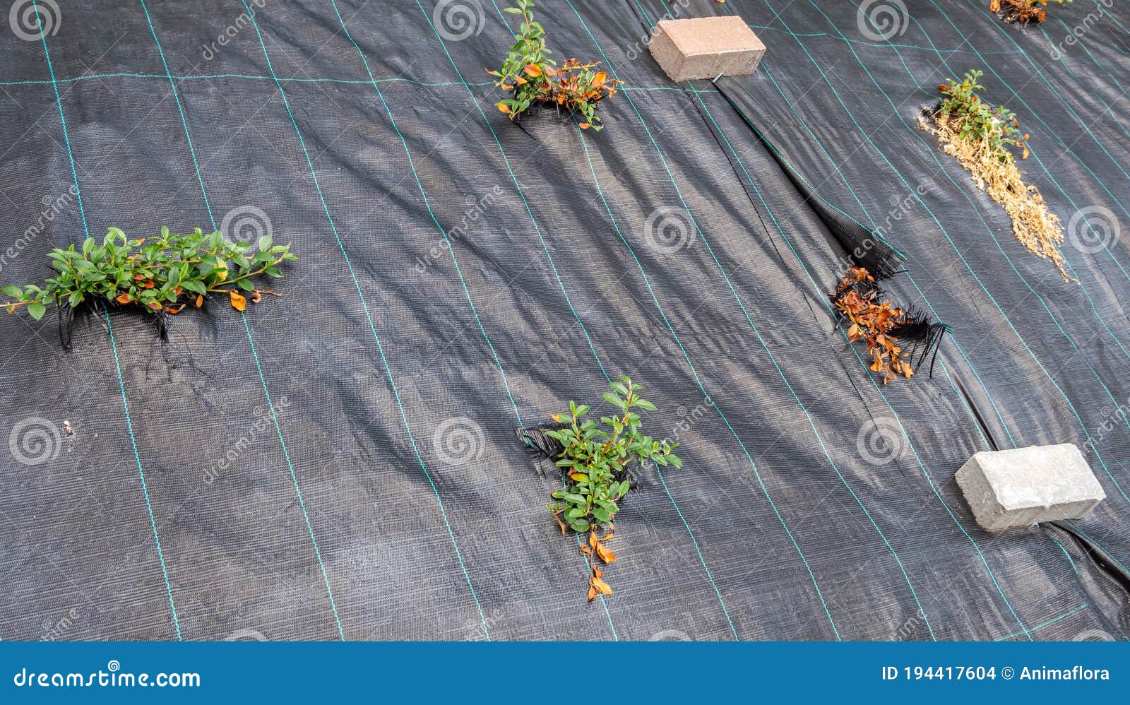 Weed Protection with a Weed Tile Stock Photo - Image of floor, potting ...