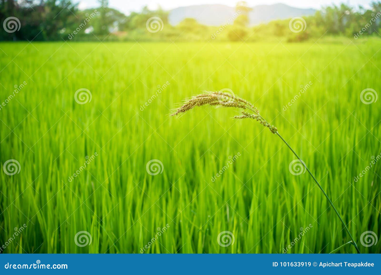 Weed Rice Field Stock Photos - Download 820 Royalty Free Photos