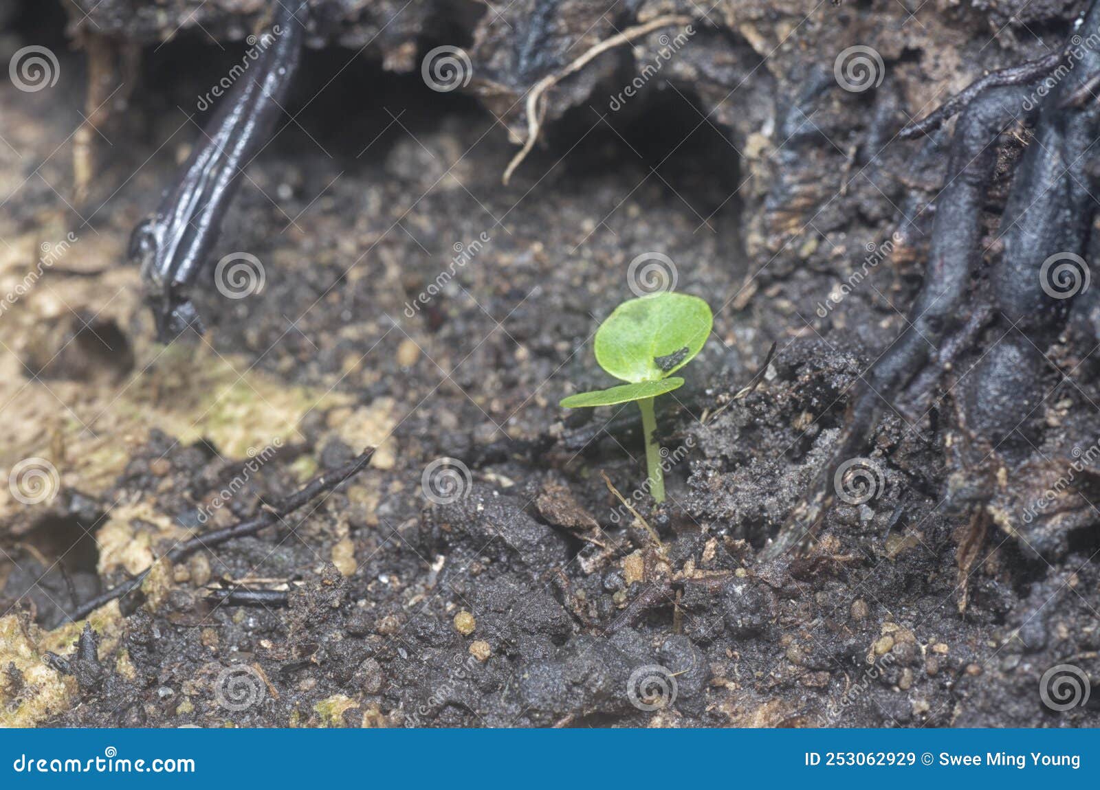 Weed Seedling Sprouting Out from the Decay Trunk Stock Image - Image of ...
