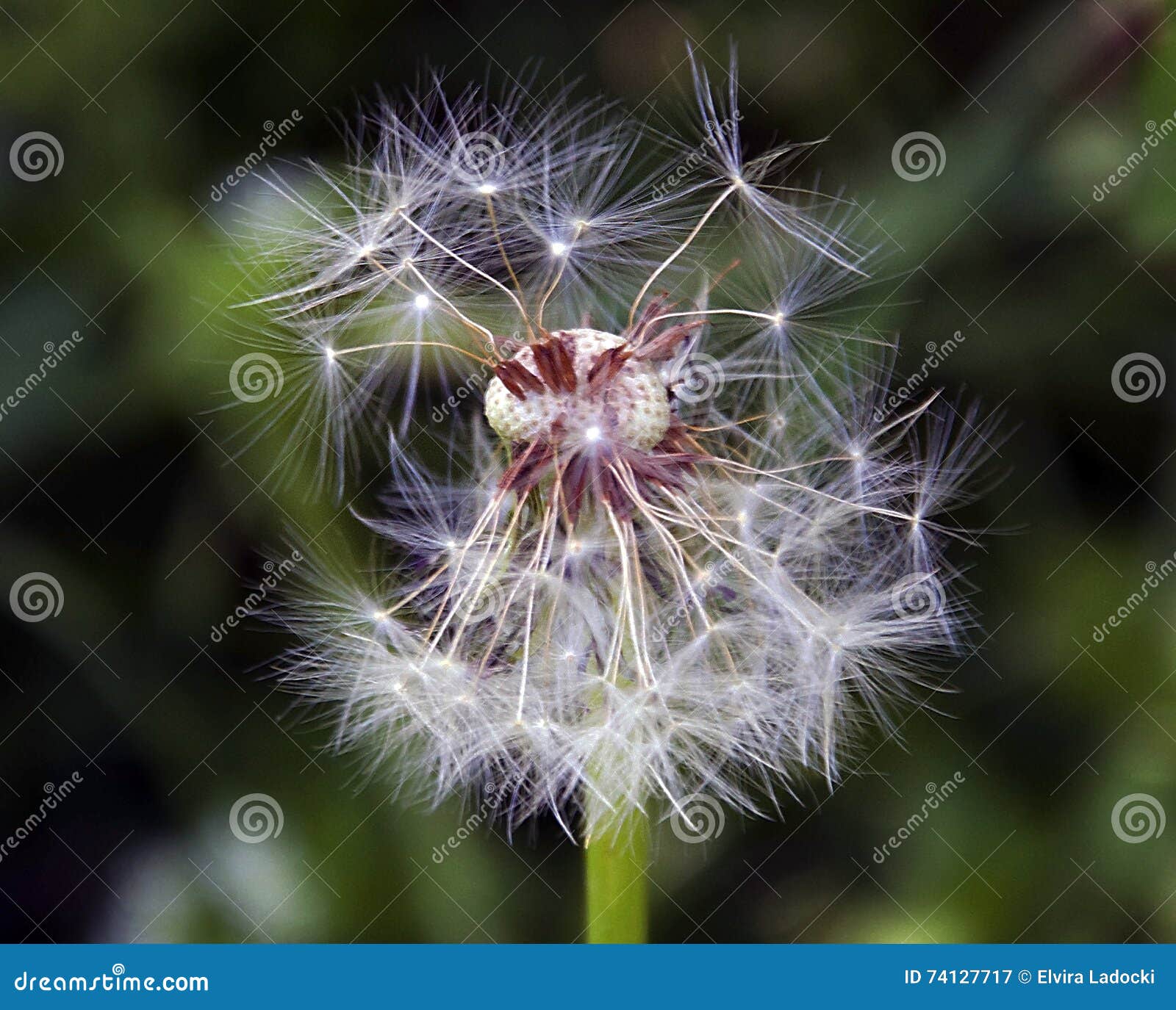 Weed seeds stock image. Image of pink, white, green, rain - 74127717