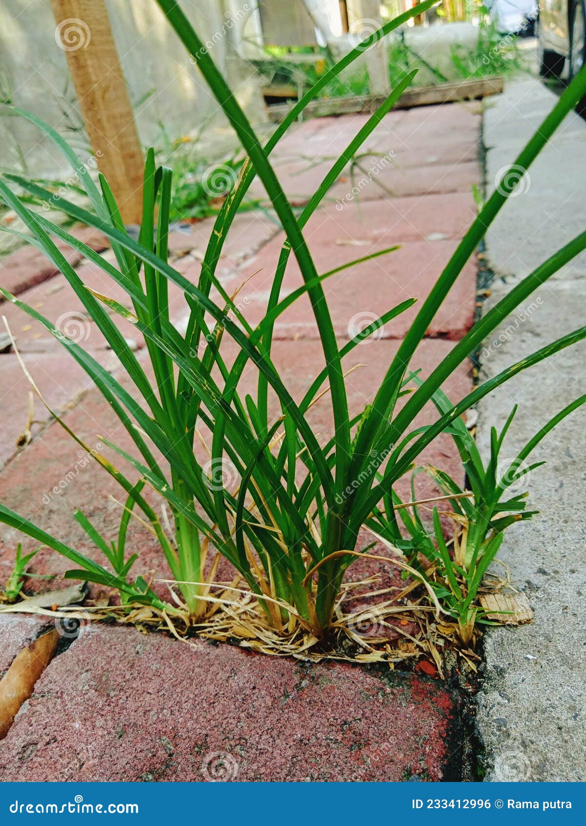 Weed by the Side of the Road Stock Photo - Image of green, produce ...