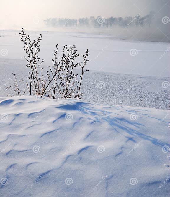 Weed on snow field stock image. Image of amazing, desolate - 17349635