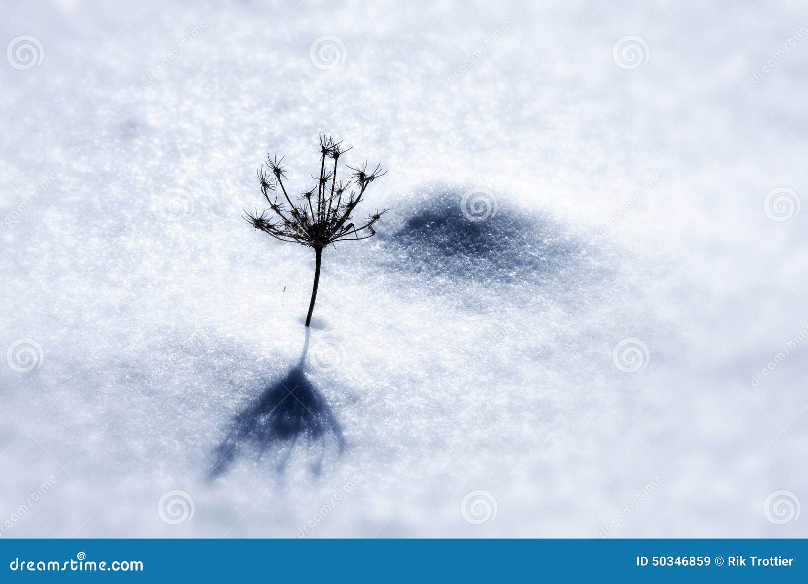 Weed in Snow stock image. Image of long, cold, white - 50346859