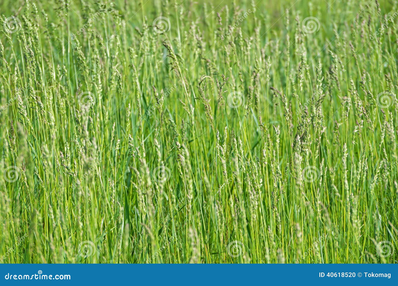 Weed sorghum stock photo. Image of footstalk, lawn, ecology - 40618520