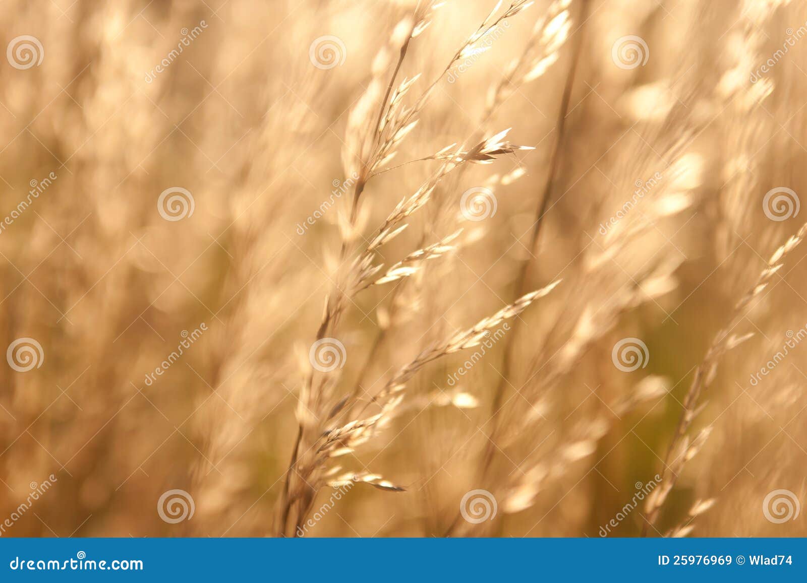 Weed in sunlight stock image. Image of sunshine, nature - 25976969