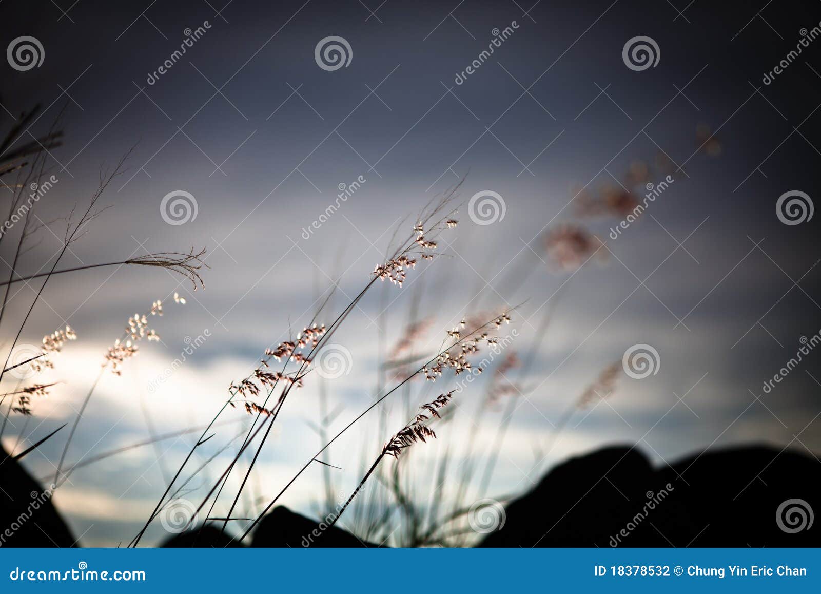 Weed in sunset stock photo. Image of sunshine, botanic - 18378532