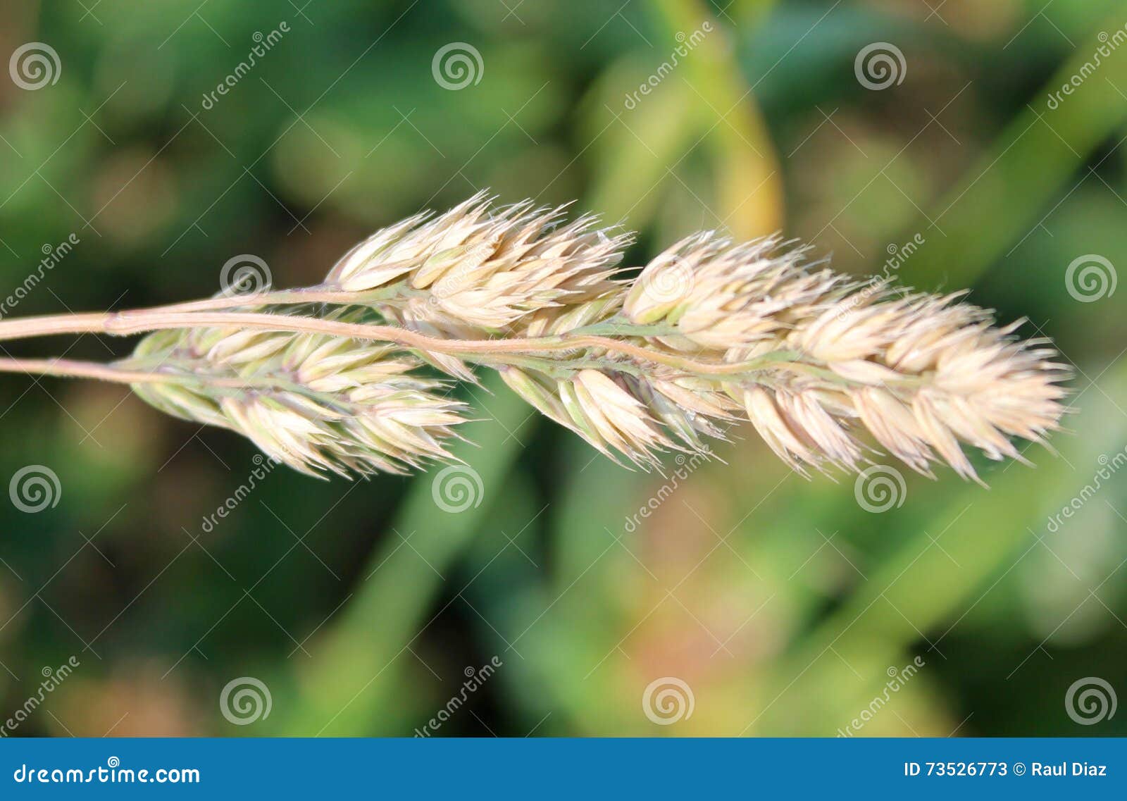 Weed Tare stock image. Image of plants, wild, brown, meadow - 73526773