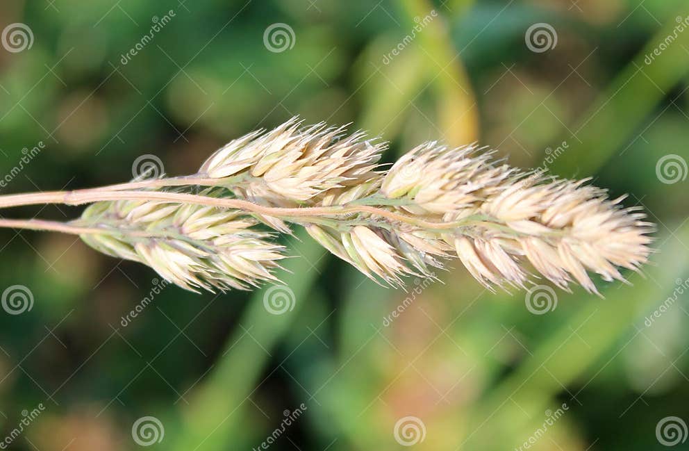 Weed Tare stock image. Image of plants, wild, brown, meadow - 73526773