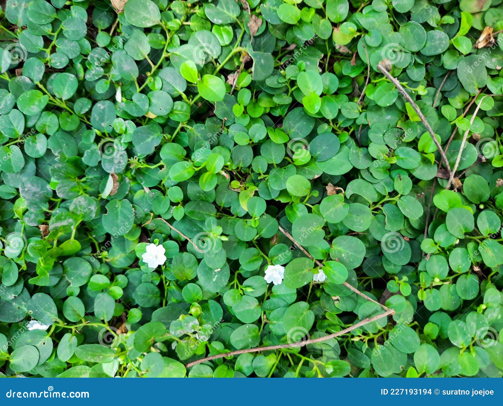 Weed texture in nature stock photo. Image of nature - 227193194