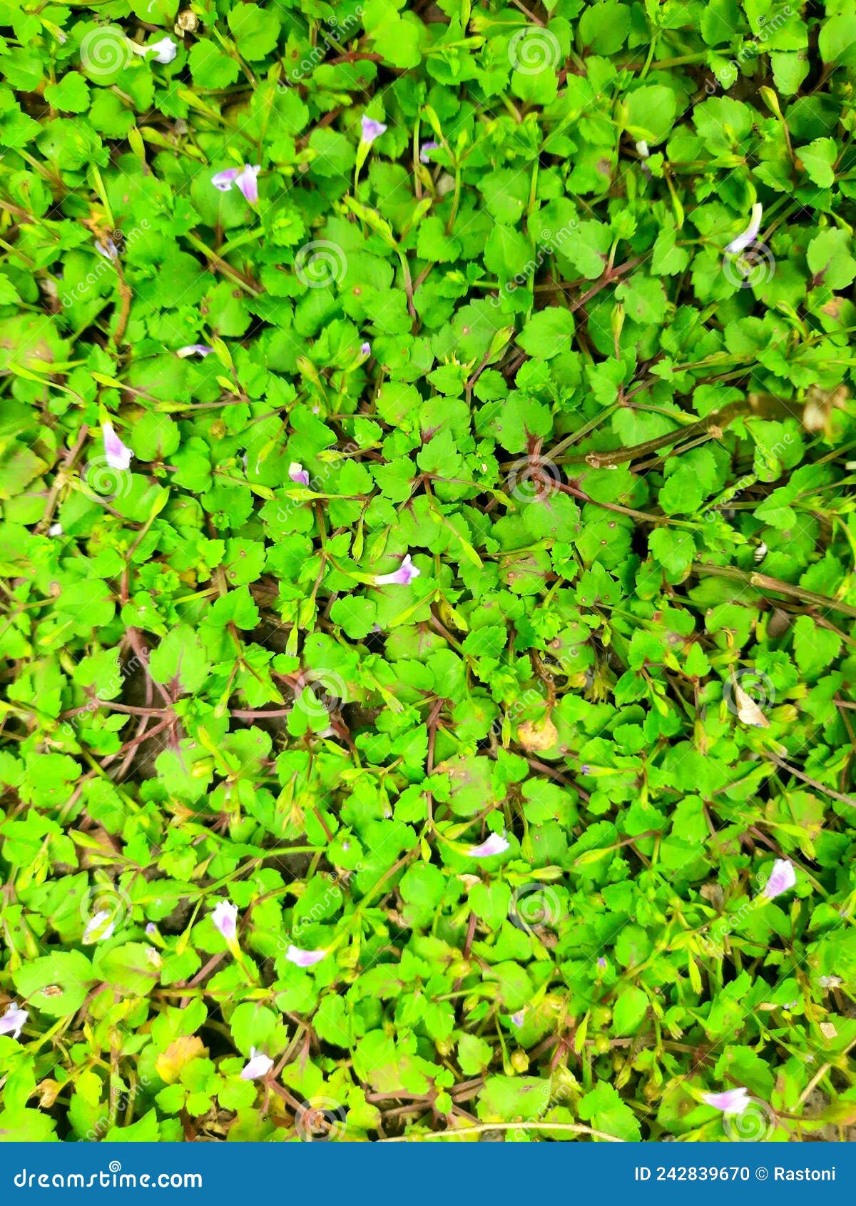 Weed Texture with Very Green Leaves Stock Photo - Image of herb, weed ...