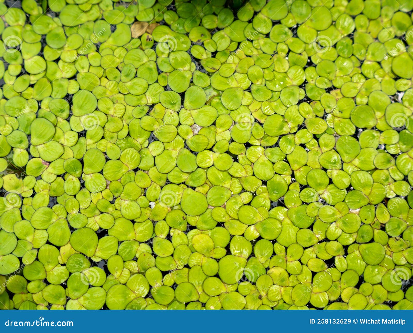 Weed in the Water Spreading Stock Image - Image of environment, ancient ...