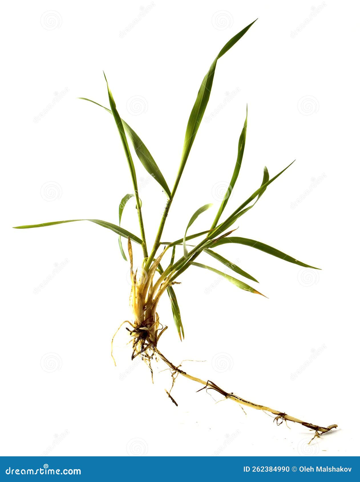 Weed Wheatgrass with Root Isolated on White. Stock Photo - Image of ...