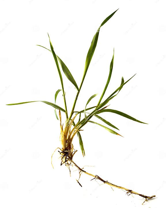 Weed Wheatgrass with Root Isolated on White. Stock Photo - Image of ...