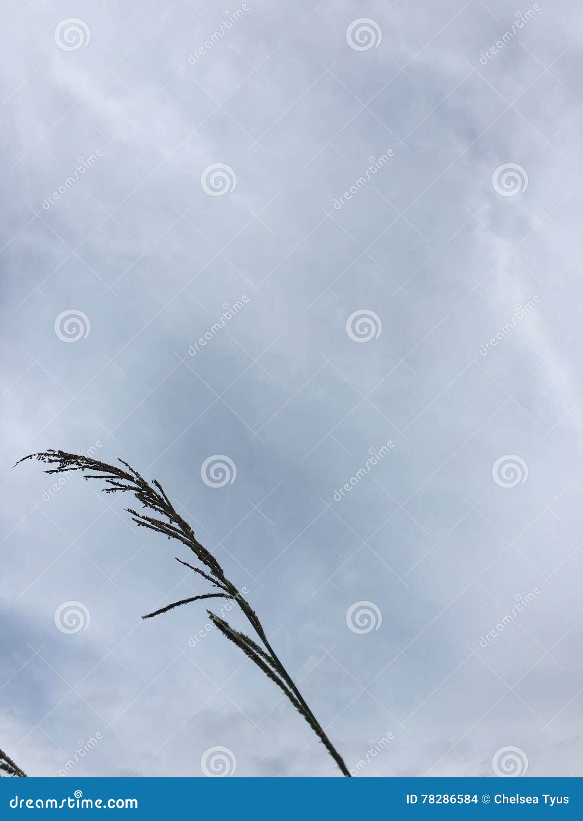 Weed in the Wind stock photo. Image of nature, cloudy - 78286584