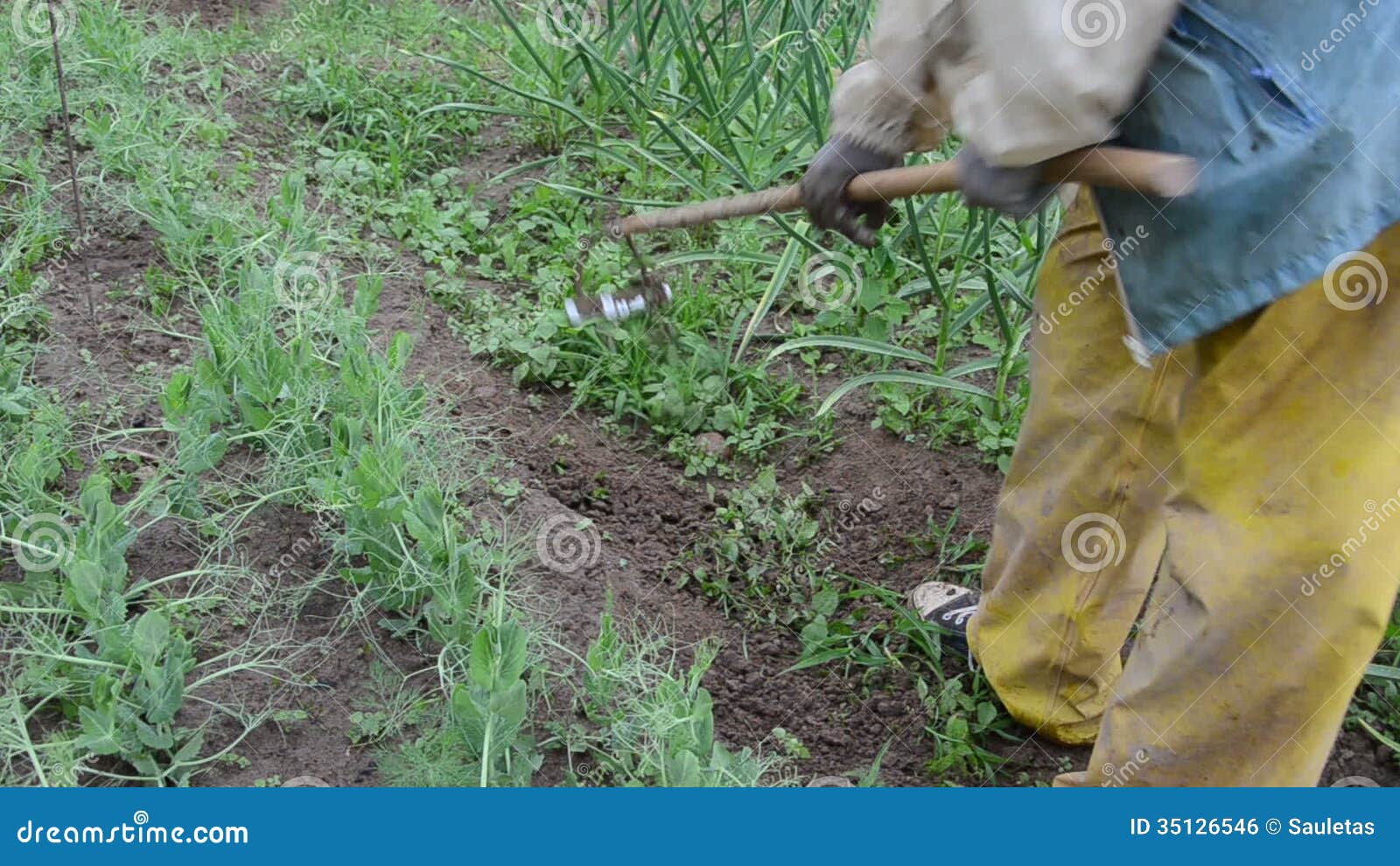 Weeder stock video footage. Video of cultivate, beds - 35126546