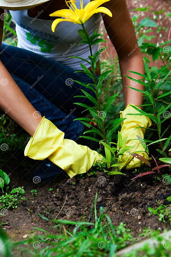 Weeding stock image. Image of occupation, dirt, active - 10425001