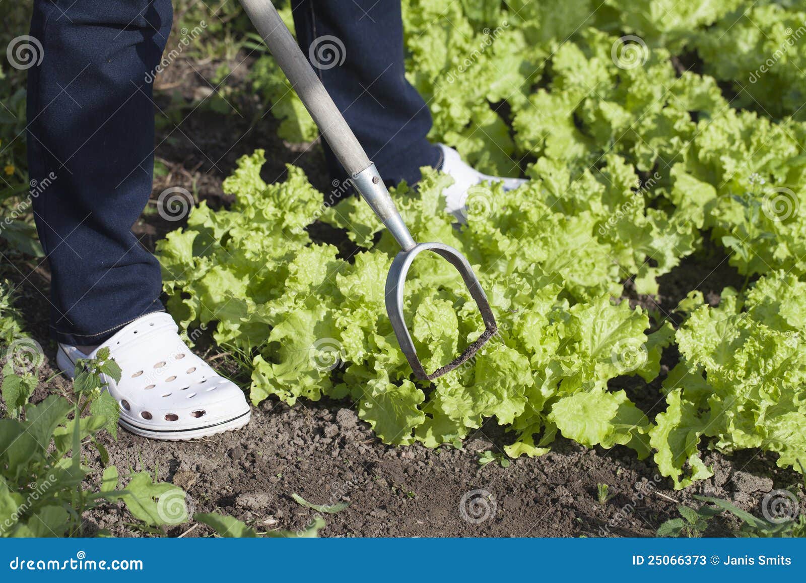 Weeding. stock image. Image of spud, food, nature, fresh - 25066373